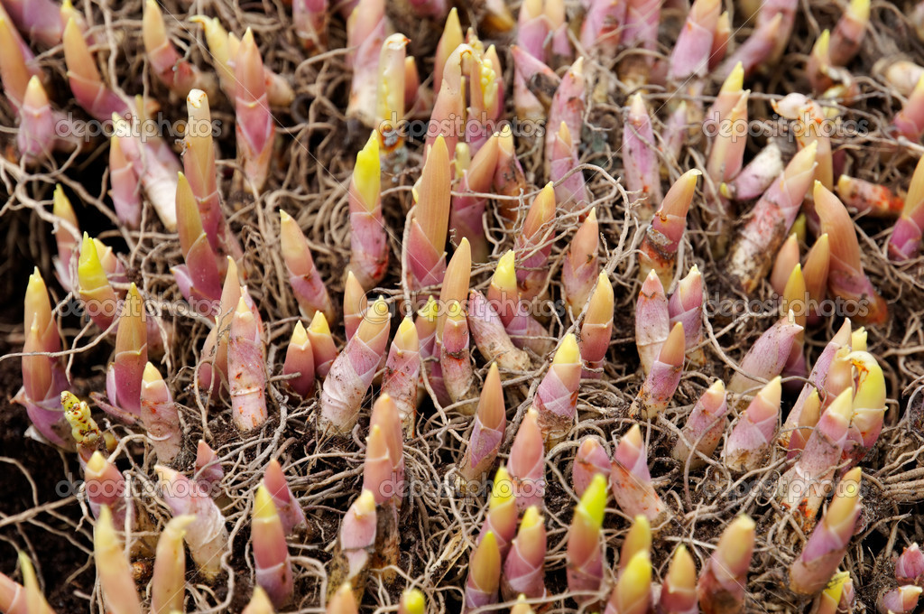 Spring roots of muguet on the market — Stock Photo © poissonenciel ...