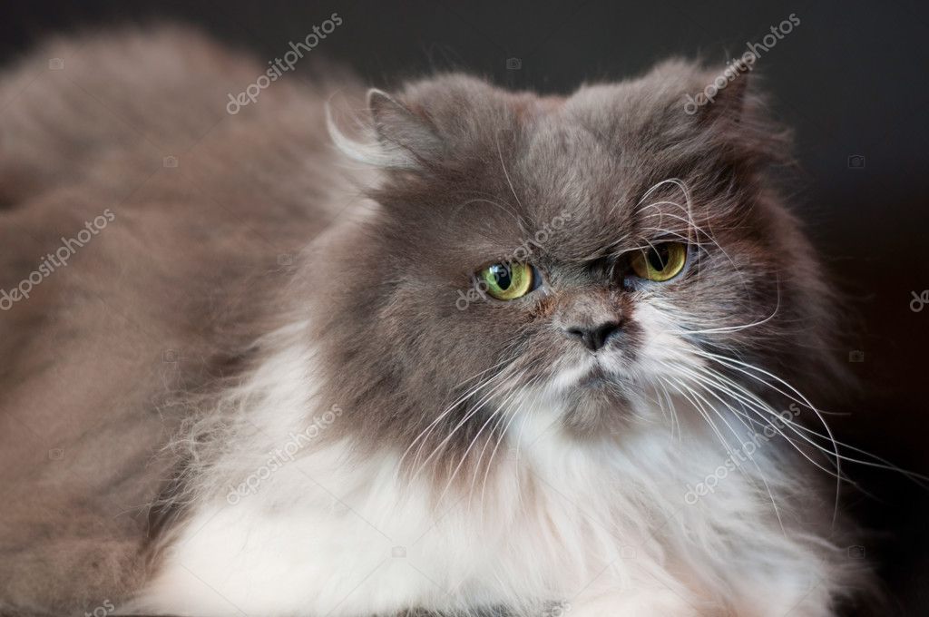 Gray Tabby Persian Grey Tabby | Catnip Camera