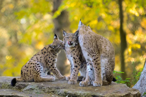 Eurasian lynx Stock Photos, Royalty Free Eurasian lynx Images ...