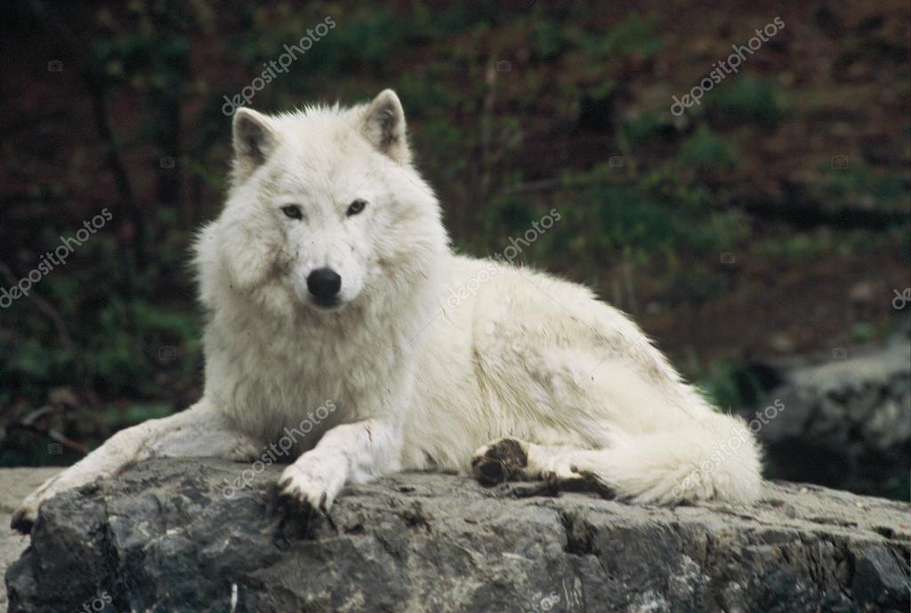 Wolf Sitting
