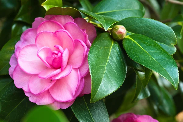 Famille camellia Stock Photos, Royalty Free Famille camellia Images | Depositphotos