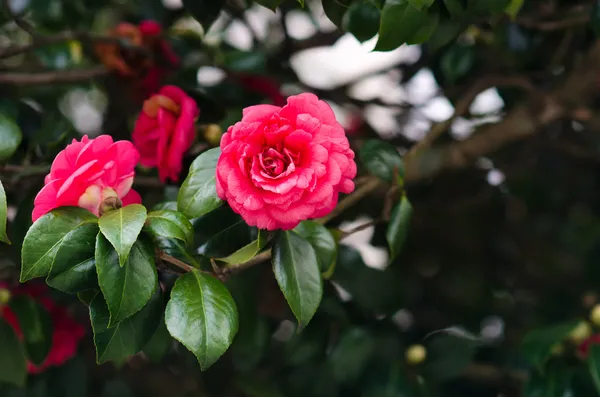 Camellia branch Stock Photo by ©MIMOHE 13101997