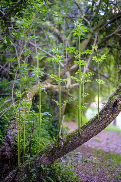 Arboles de hadas Stock Photos, Royalty Free Arboles de hadas Images ...