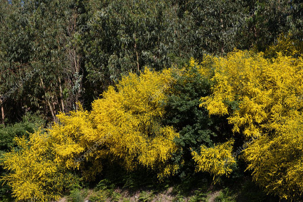 Detalle Spartium junceum en primavera, llamado ginesta, planta perenne ...