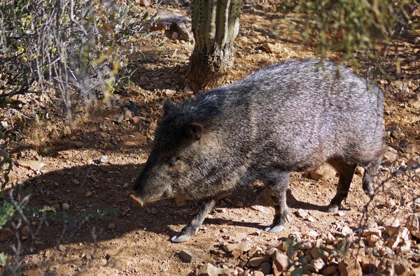 Javelina arizona Pictures, Javelina arizona Stock Photos & Images ...
