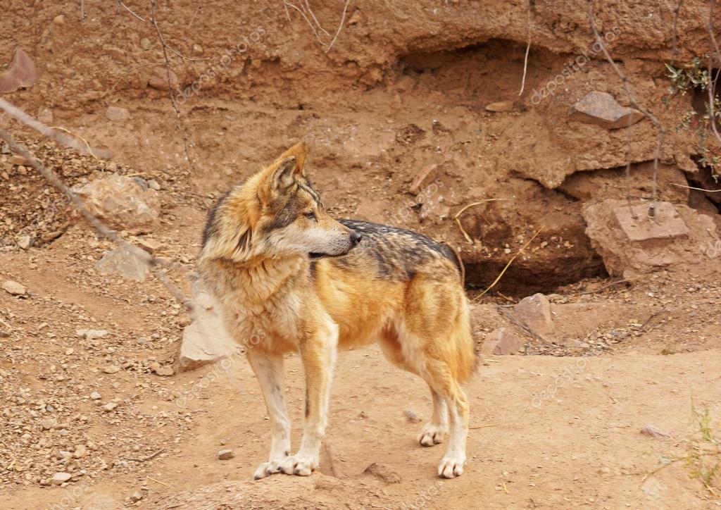 Mexican wolf — Stock Photo © chloe7992 #41584681