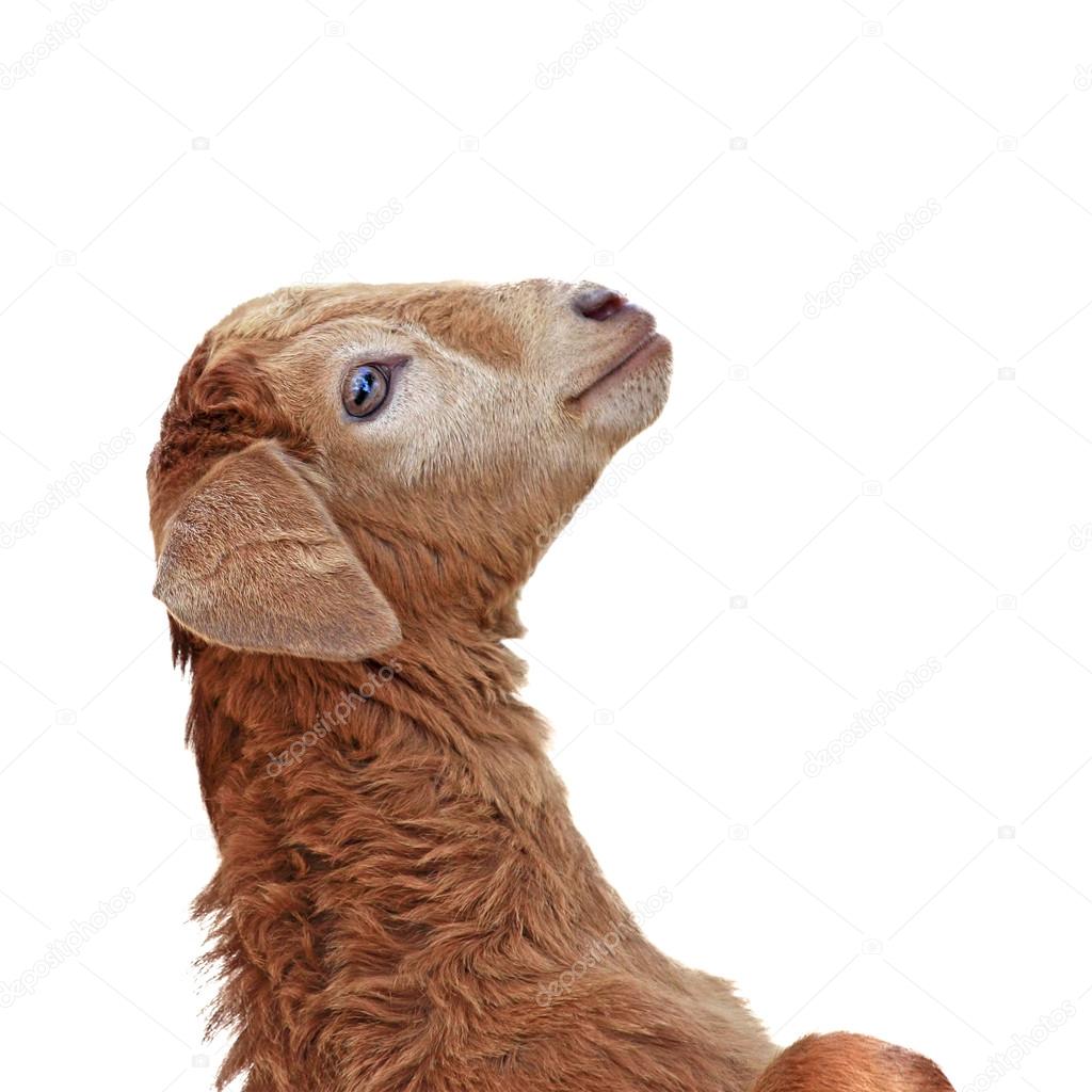 Baby sheep isolated white background — Stock Photo © actionbleem #28135045