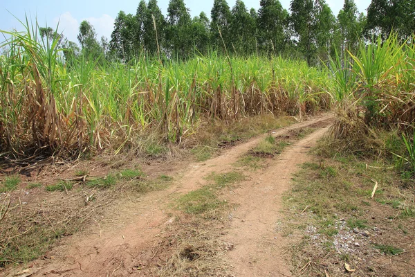Sugar cane border Stock Photos, Royalty Free Sugar cane border Images ...