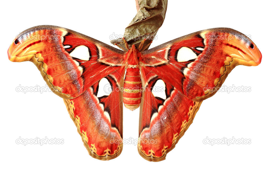 Attacus atlas butterfly Stock Photo by ©actionbleem 28157991