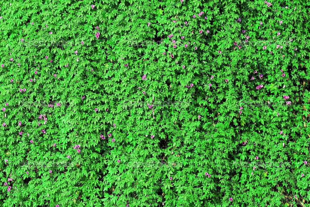 Green leaves wall texture background Stock Photo by ©actionbleem 28763295