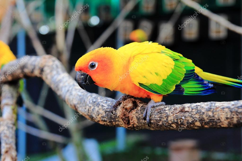 Colourful Sun Conure parrot bird kissing on the perch Stock Photo by ...