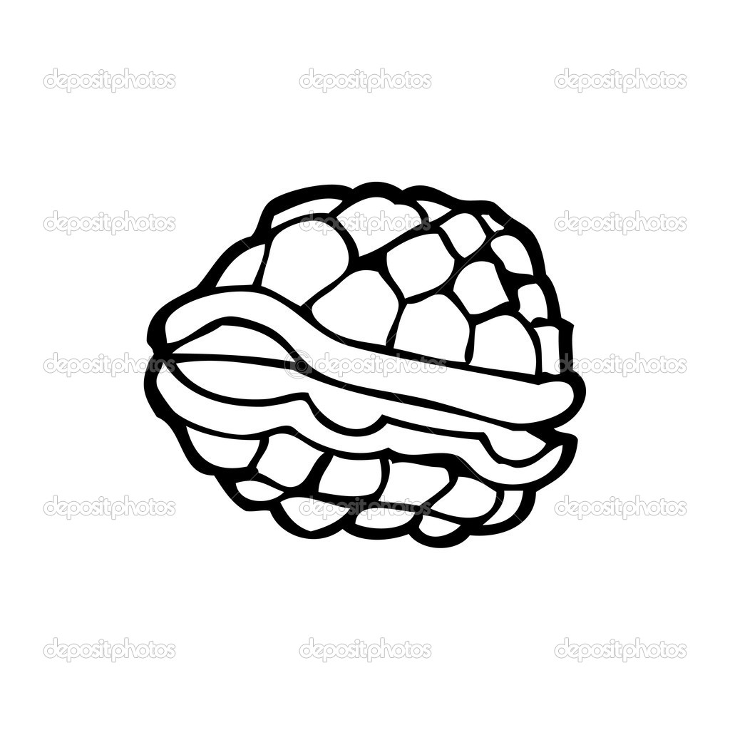 Turtle shell cartoon Stock Vector Image by ©lineartestpilot #19900827