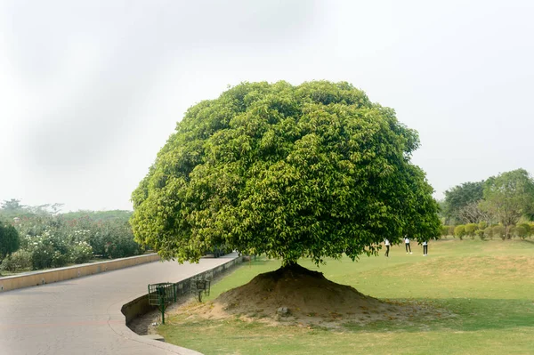 Lumbini tree Stock Photos, Royalty Free Lumbini tree Images | Depositphotos