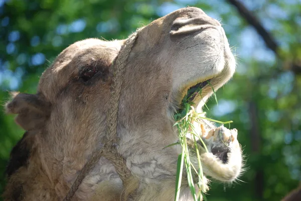 Roasted camel meat Stock Photos, Royalty Free Roasted camel meat Images ...