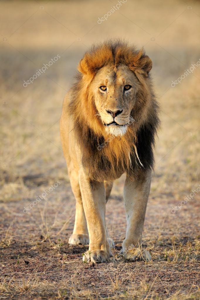 Lion facing camera — Stock Photo © AndreAnita #26983145