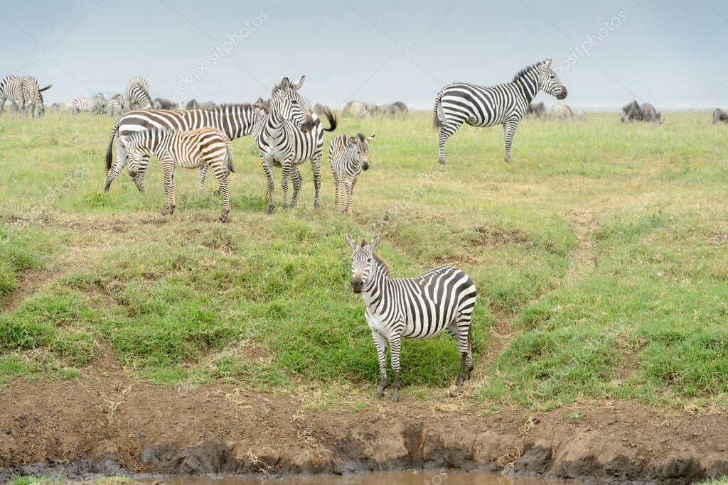 Manada común o llanura de cebra (Equus quagga) situada en la llanura ...