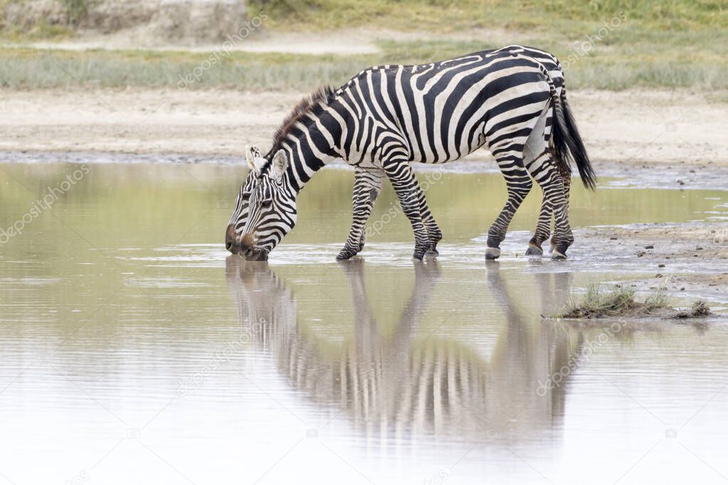 Cebra común o llanura (Equus quagga) agua potable con reflexión, Parque ...