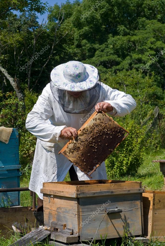 Beekeeper Stock Photo by ©KirsanovVal 13297050