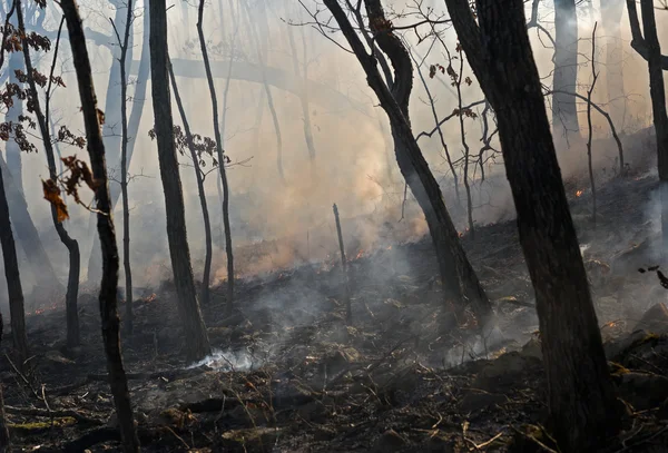 Fire in Forest - Stock Image - Everypixel