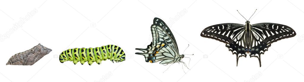 Butterfly cocoon Pictures, Butterfly cocoon Stock Photos & Images ...