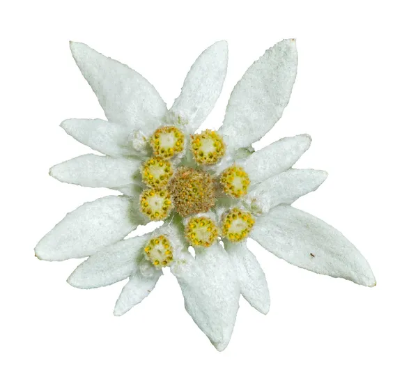 54 Edelweis Images - Free & Royalty-free Stock Edelweis Photos ...