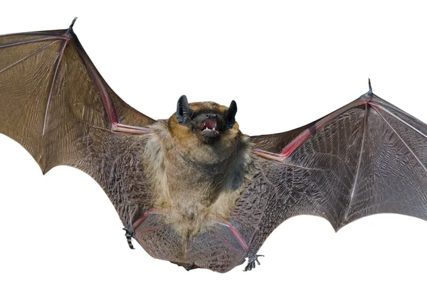 Bat isolated Stock Photos, Royalty Free Bat isolated Images ...