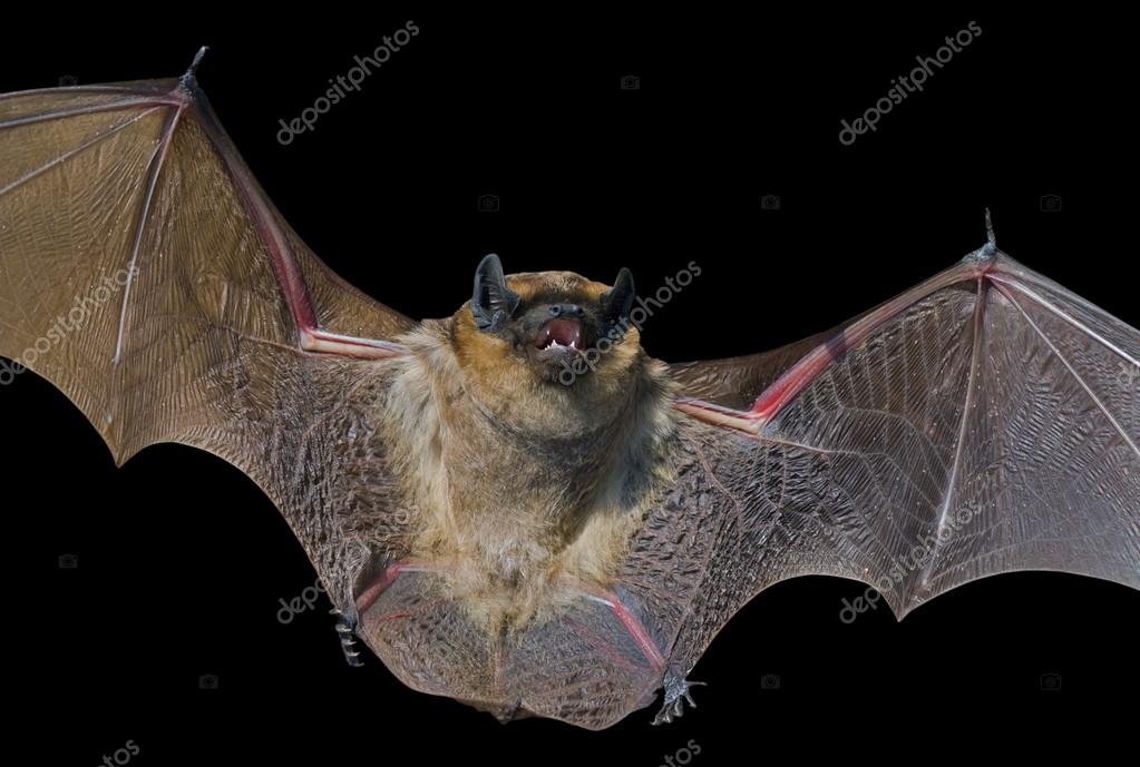 Small bat. Stock Photo by ©KirsanovVal 25570085