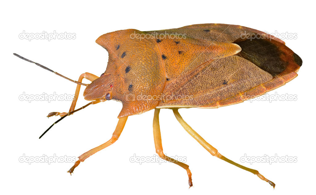 Heteroptera Bug — Stock Photo © KirsanovVal #35857673