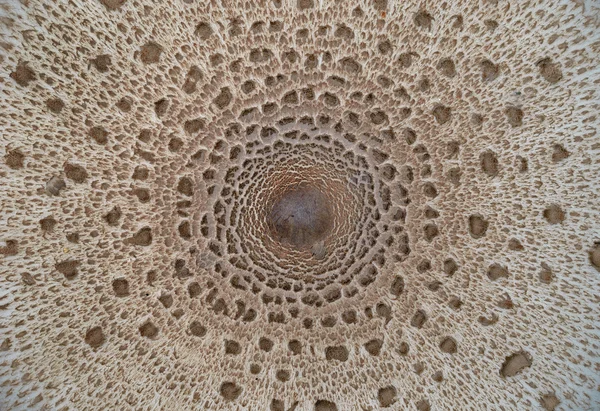 Mushroom texture — Stock Photo © bigdan #1227149