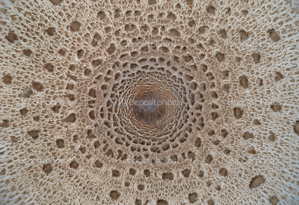 Mushroom texture ⬇ Stock Photo, Image by © KirsanovVal #40276405