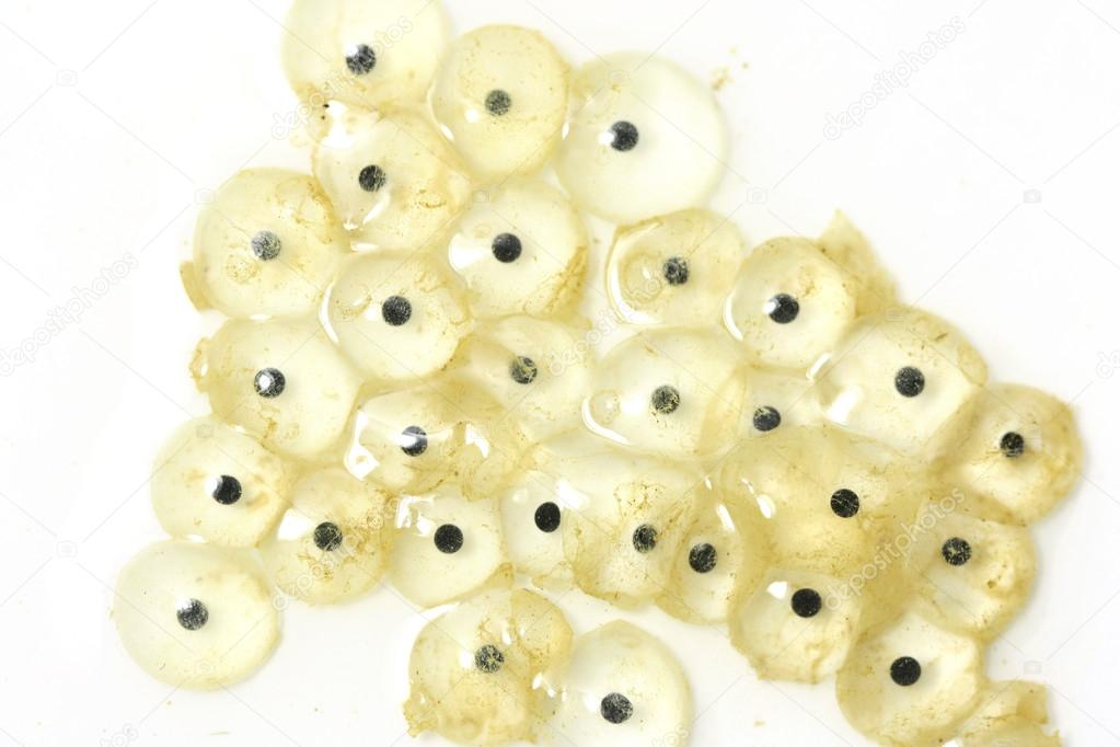 Dibujo De Huevos De Rana