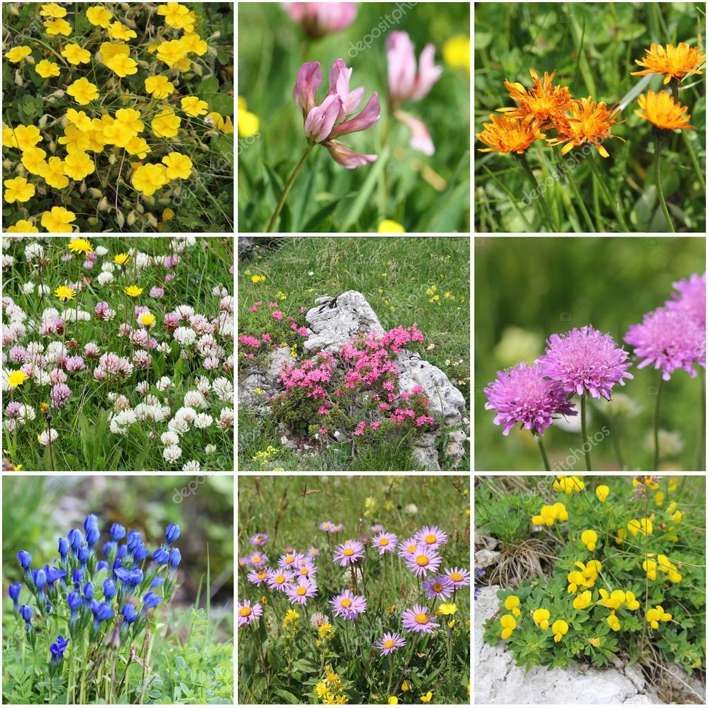 collage Alpes flora, serie 2 — Foto de stock © yulan #39164083