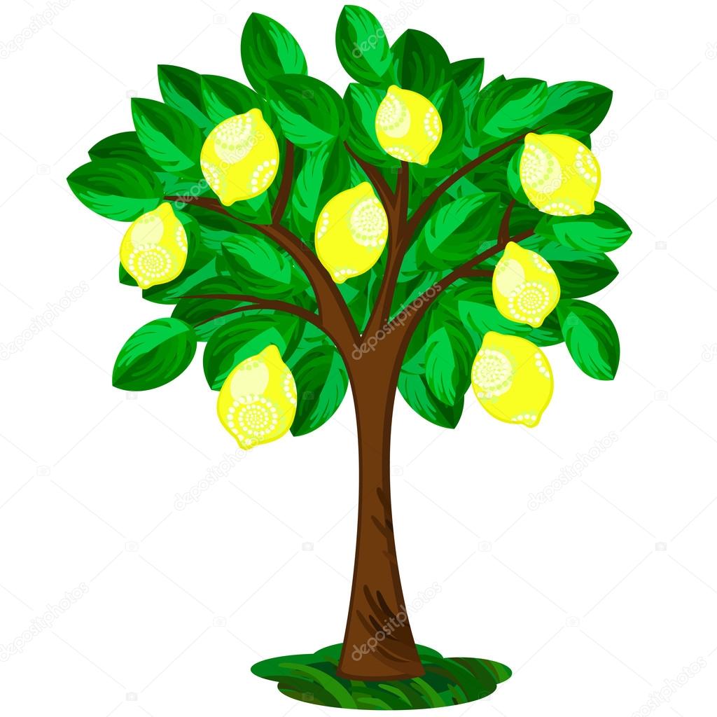 Árbol de limón — Vector de stock © Mjak #24586361
