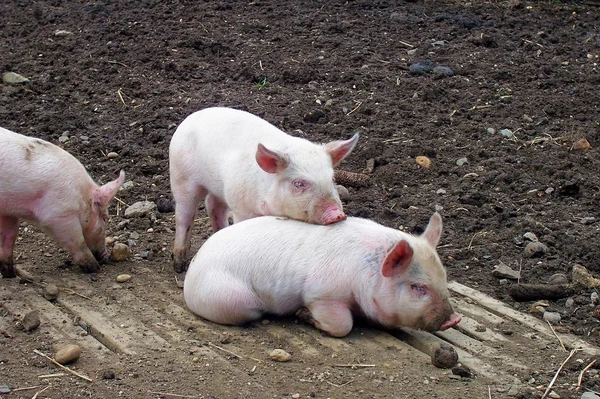 ᐈ Pig photographs stock photos, Royalty Free 2 pigs kissing images ...