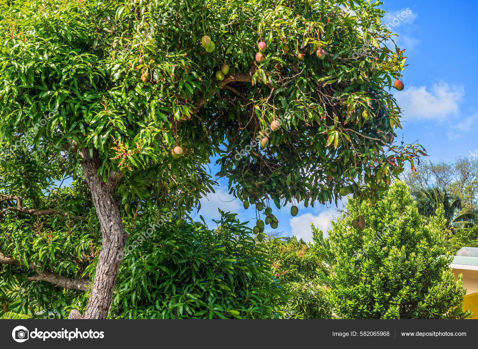 Mango Tree Island Saint Lucia Stock Photo by ©andykazie 582065968