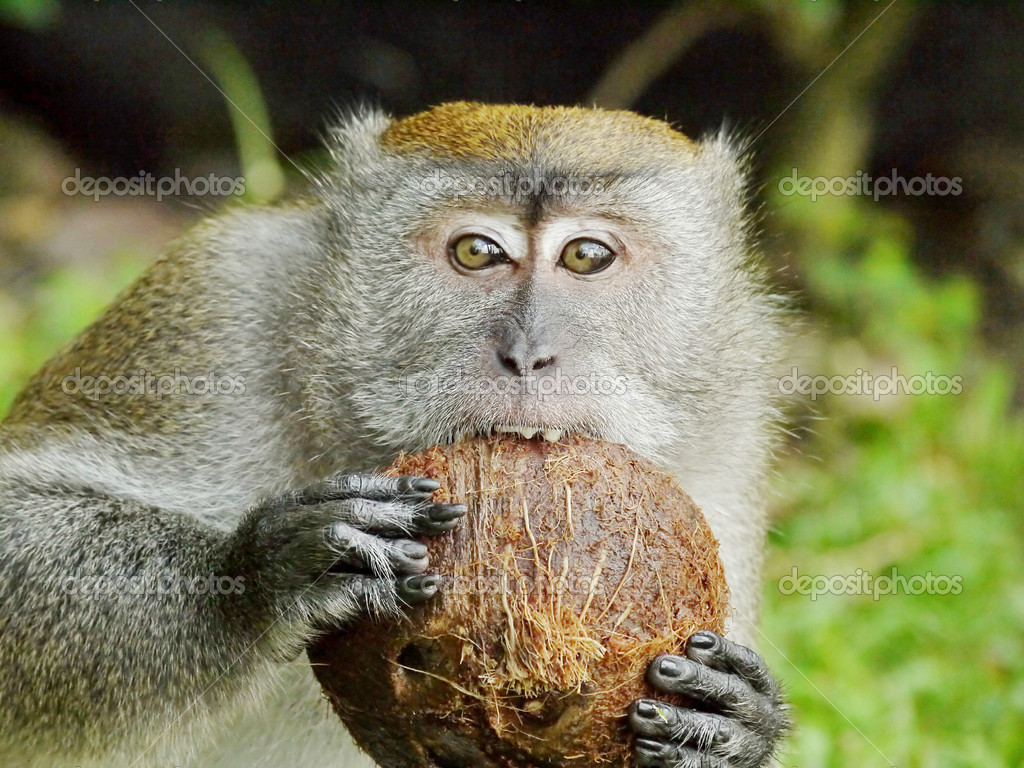 Porträt eines Affen, der in eine Kokosnuss beißt - Stockfotografie ...