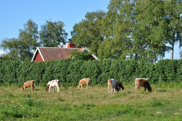 Swedish farm scenery Pictures, Swedish farm scenery Stock Photos ...