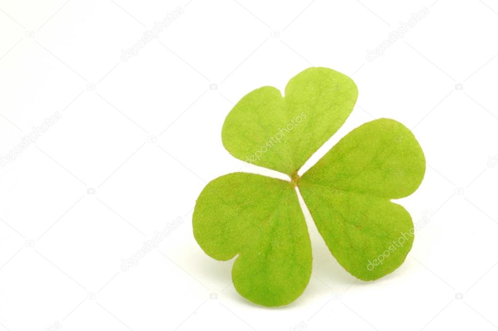 Three leaf Stock Photo by ©tang90246 34881675