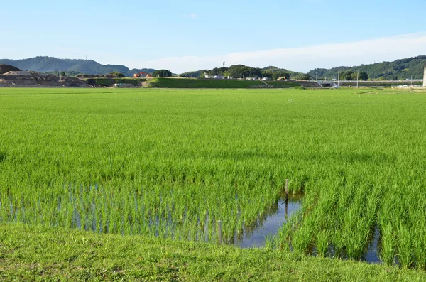 Rice paddy japan Stock Photos, Royalty Free Rice paddy japan Images ...