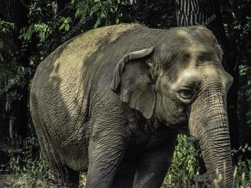 Elephant Photo — Stock Photo © ginag0108 #32162589