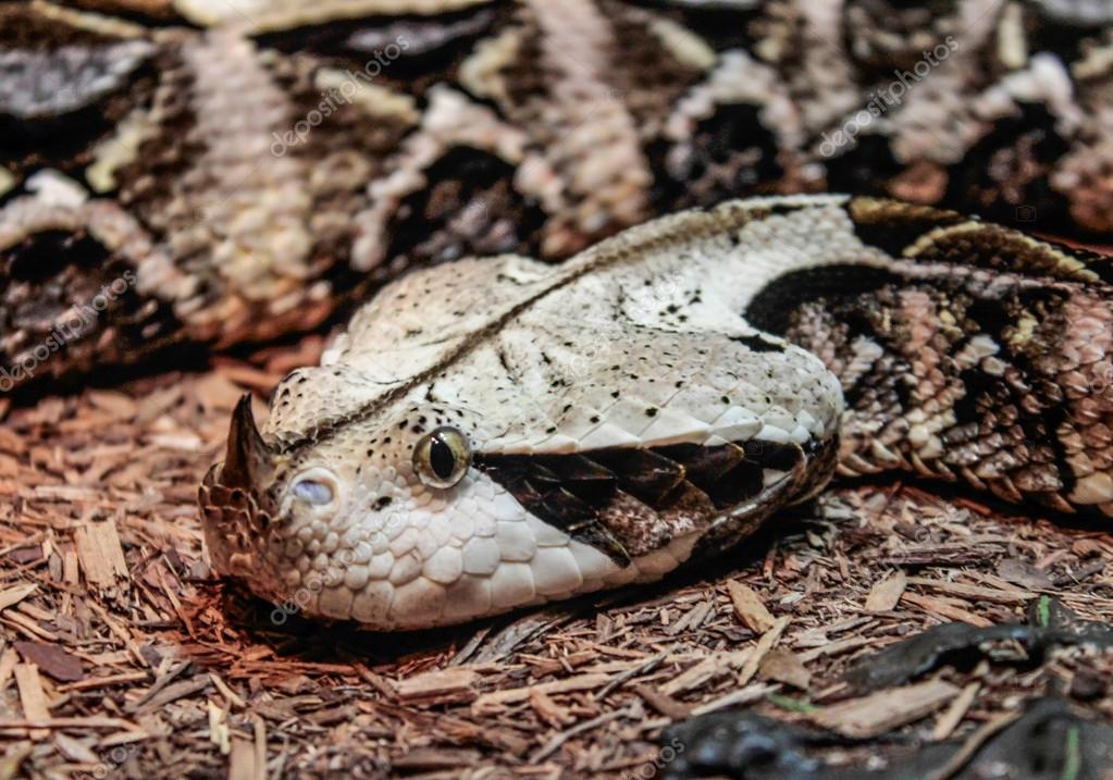 Gaboon Viper Snake Wallpaper