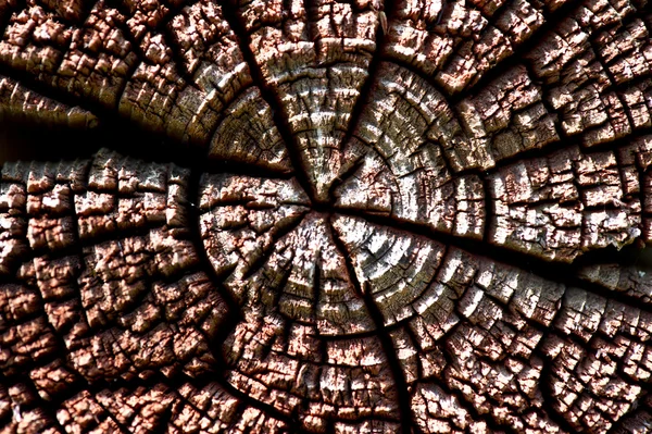 Wood microscope Stock Photos, Royalty Free Wood microscope Images ...