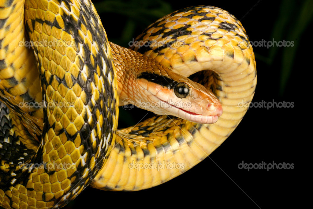 Taiwan Beauty Snake Stock Photo by ©asbjhb 12641512