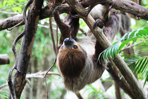 Ett djur som kryper Stock Photos, Royalty Free Ett djur som kryper ...