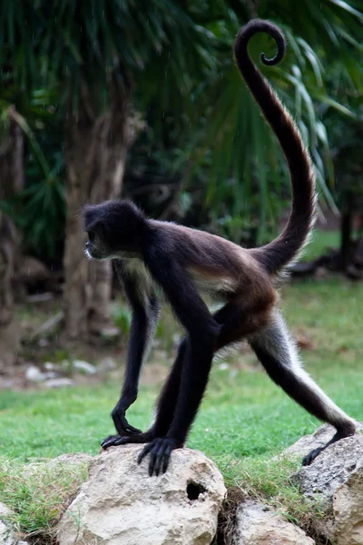 Macaco aranha colombiano Stock Photos, Royalty Free Macaco aranha ...