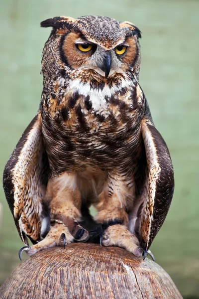 Great Horned Owl Full View — Stock Photo © JillLang #7999942