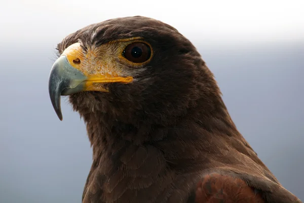 Domestic harris hawk Stock Photos, Royalty Free Domestic harris hawk ...