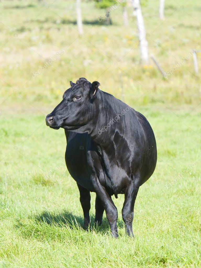 Black Angus Cow Stock Photo by ©schlag 12468813