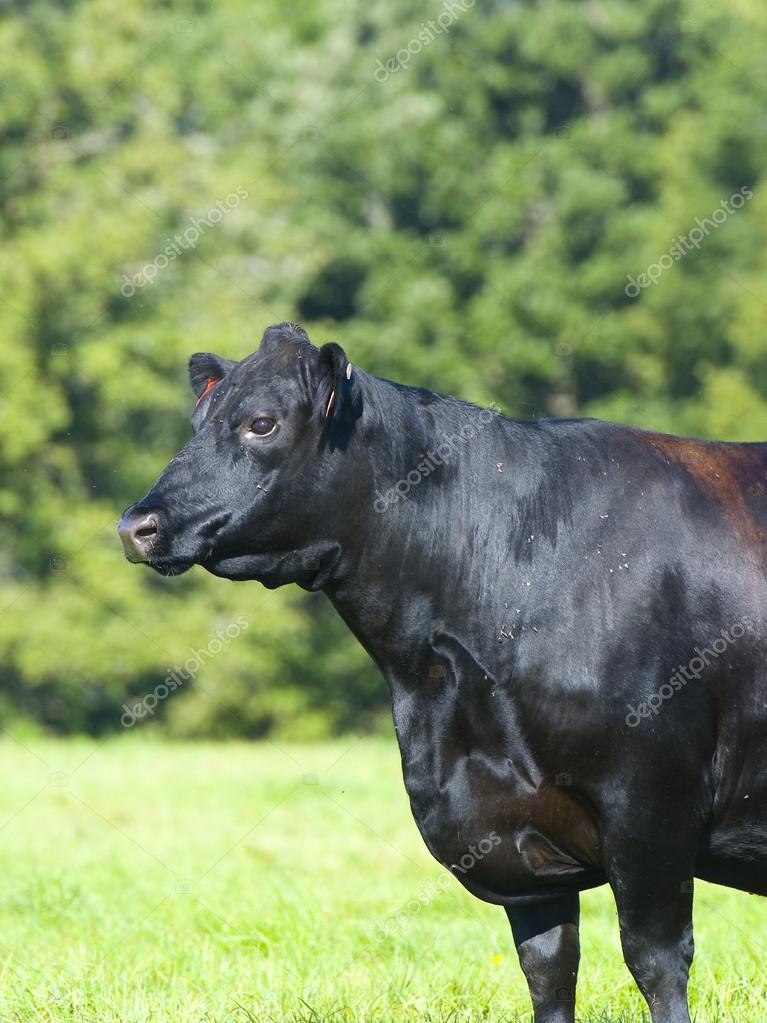 Angus Cow — Stock Photo © schlag #12468832