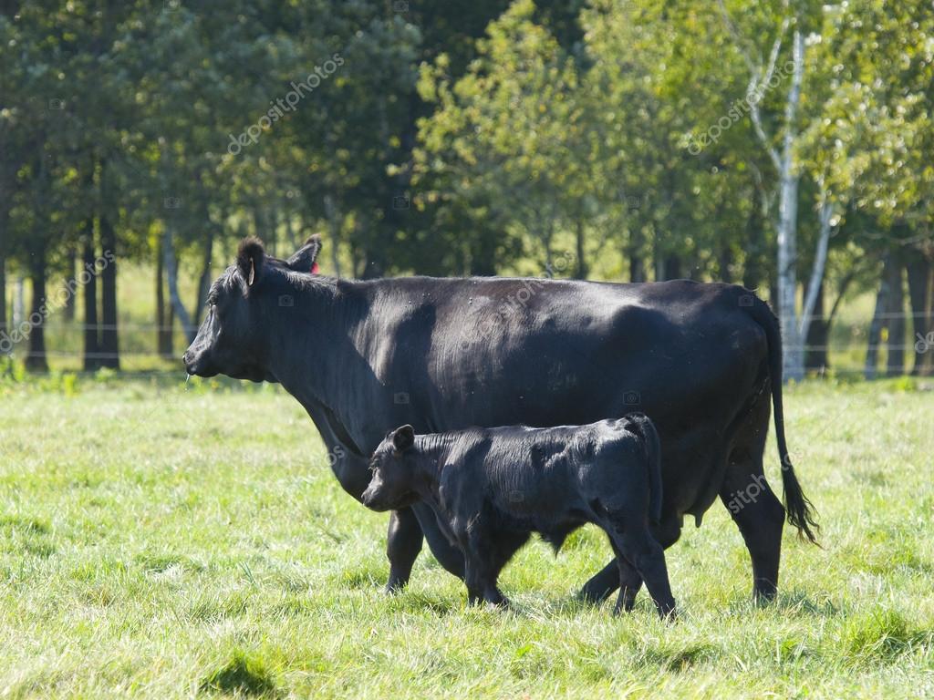 Angus cattle wallpaper | Black Angus Cow and Calf — Stock Photo ...